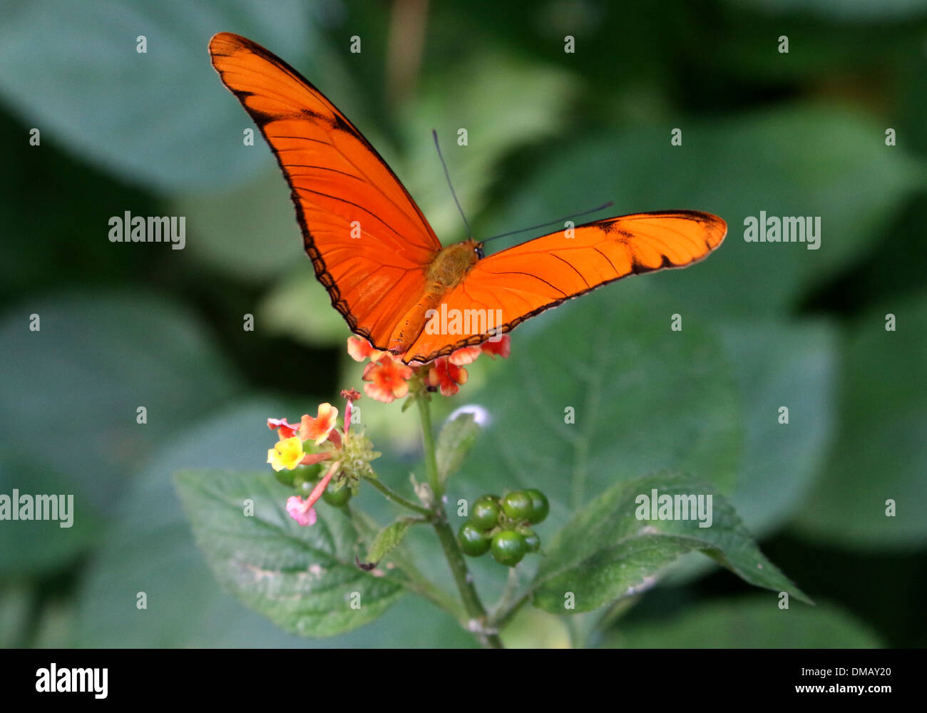 Julia Longwing Butterfly