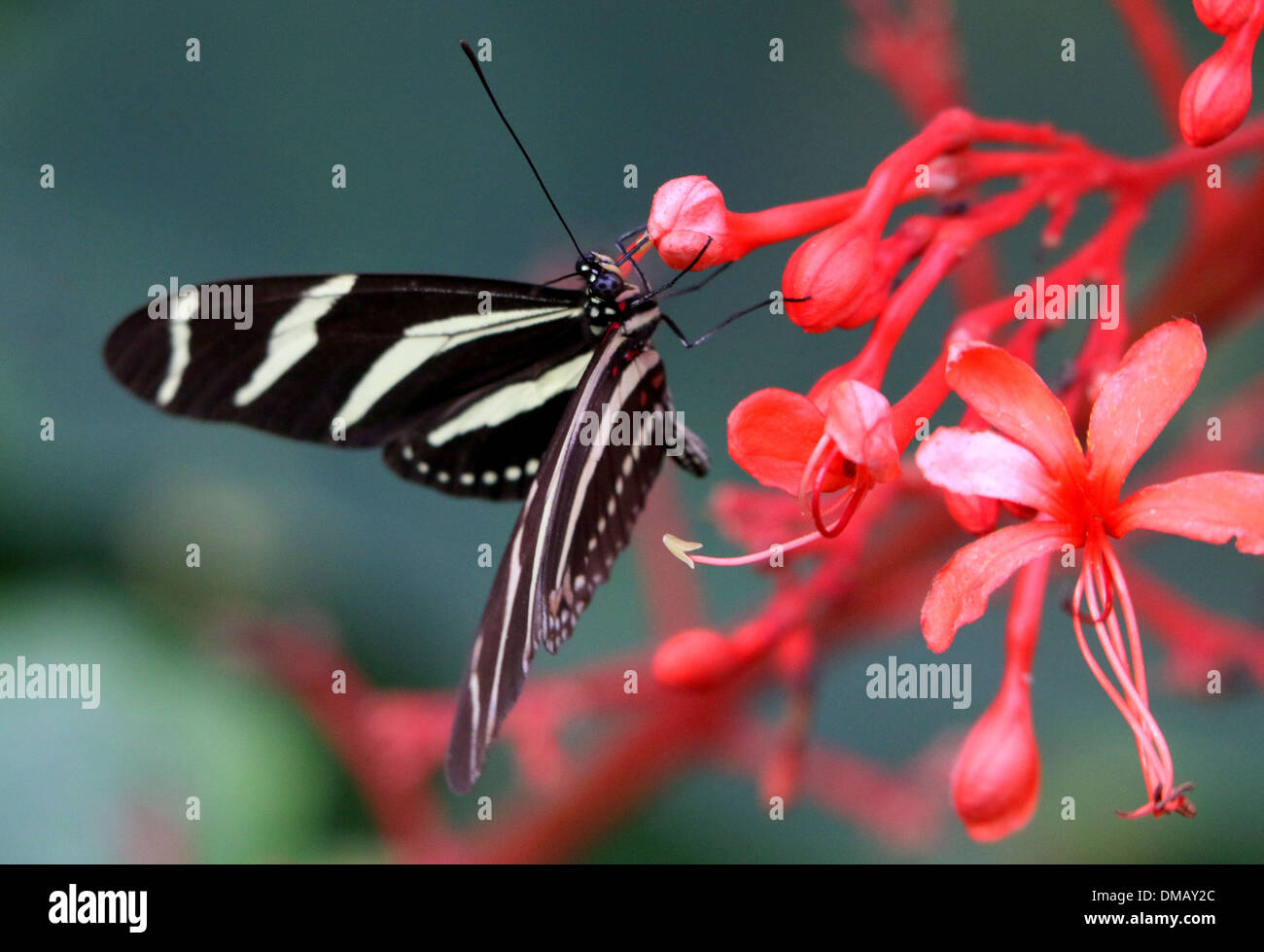 Zebra Longwing or Zebra Heliconian butterfly (Heliconius charithonia ...