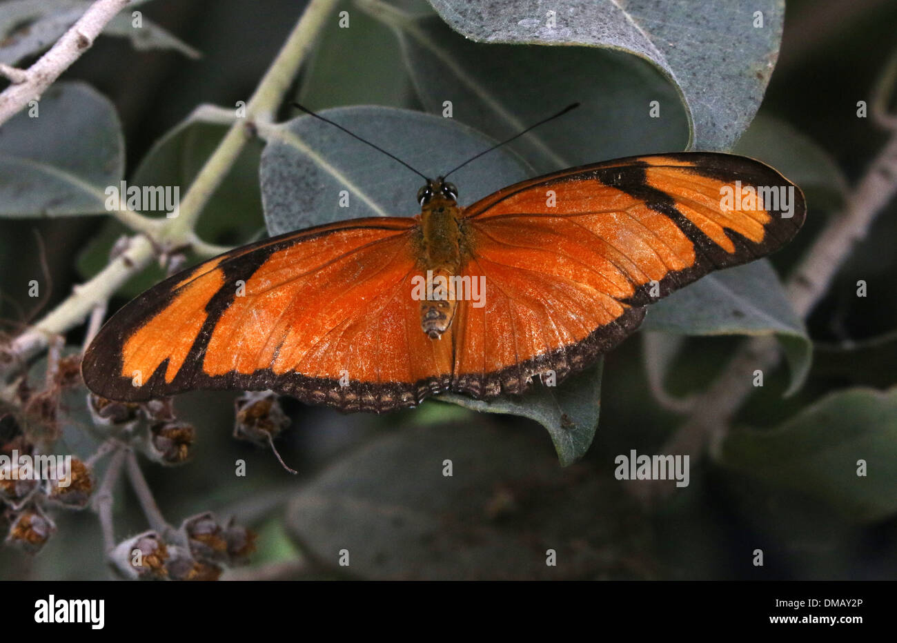 Close-up of the Orange Julia Longwing or Julia Butterfly (Dryas iulia ...