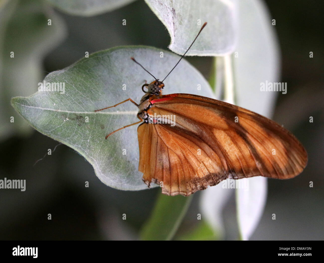 Julia longwing butterfly hi-res stock photography and images - Alamy