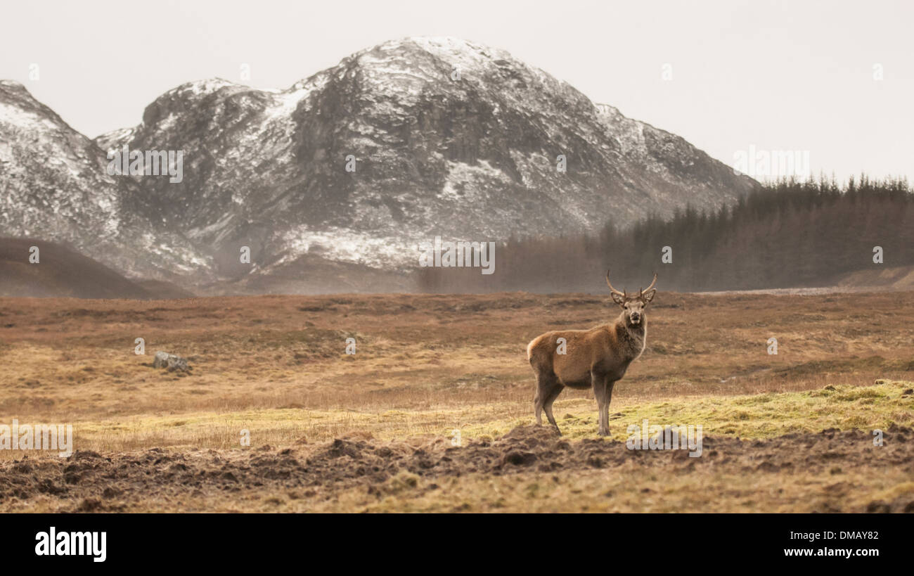Single Stag with wild moorland and mountains in winter Stock Photo - Alamy
