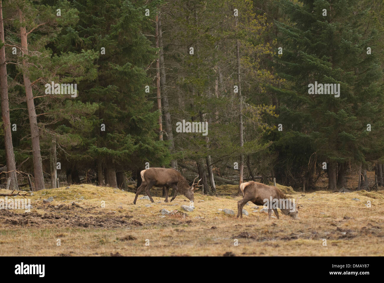 Dam stags hi-res stock photography and images - Alamy