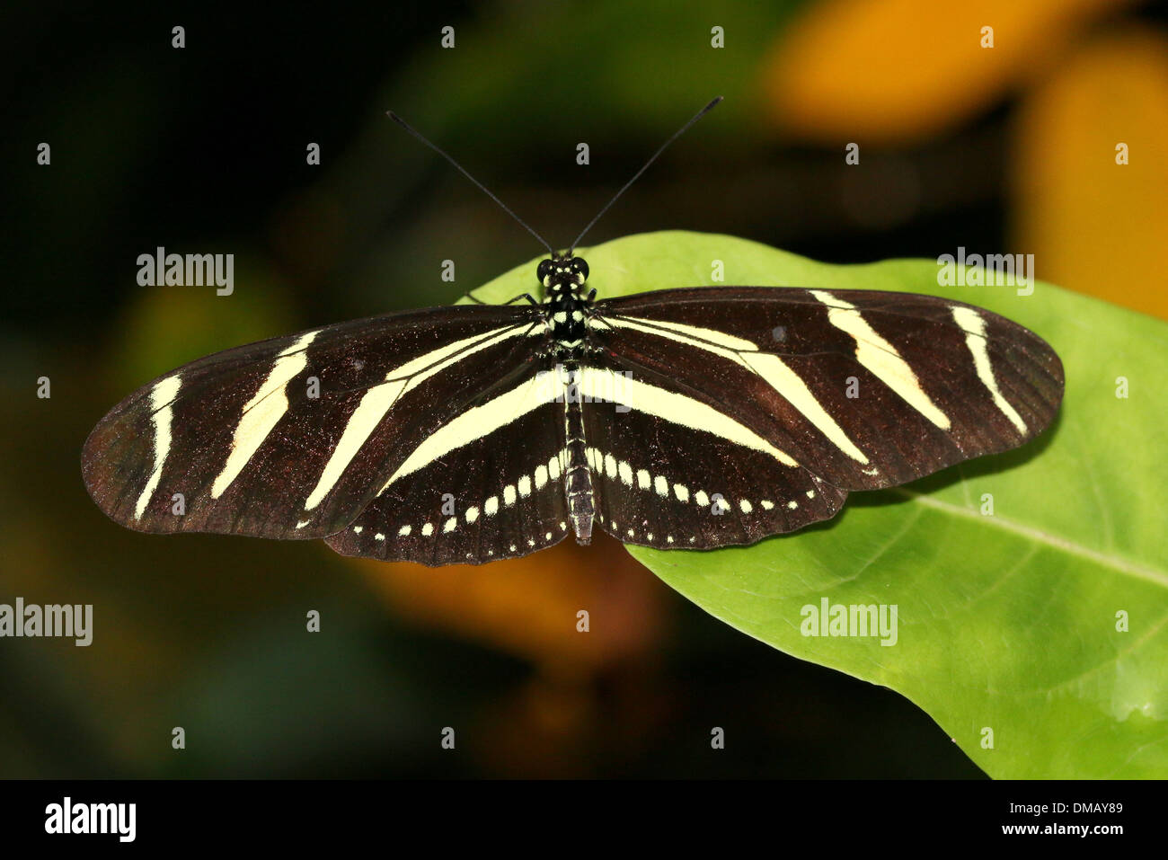Zebra Longwings High Resolution Stock Photography and Images - Alamy