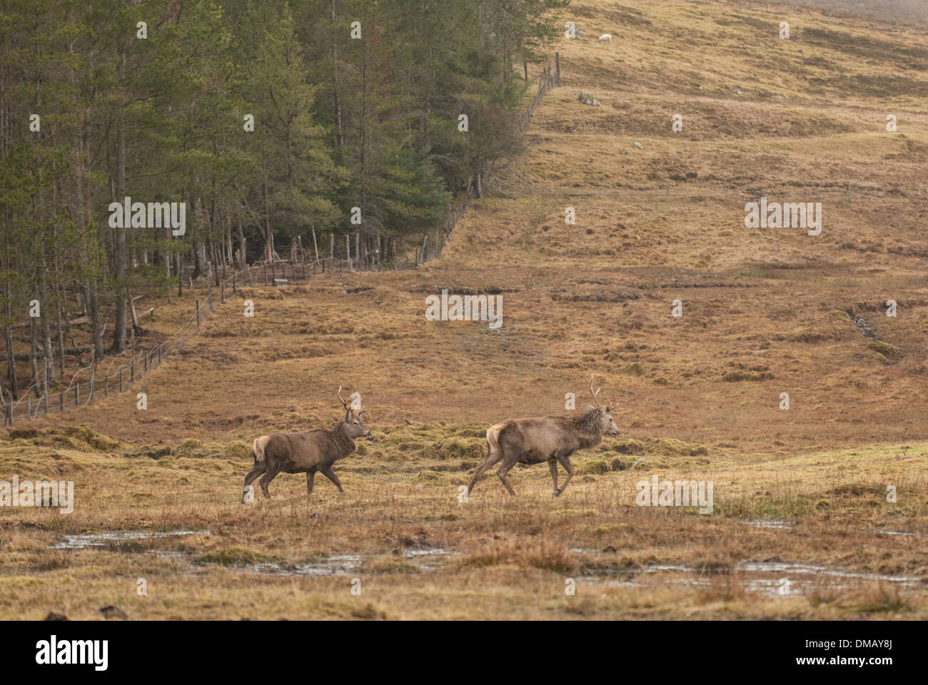 Dam stags hi-res stock photography and images - Alamy