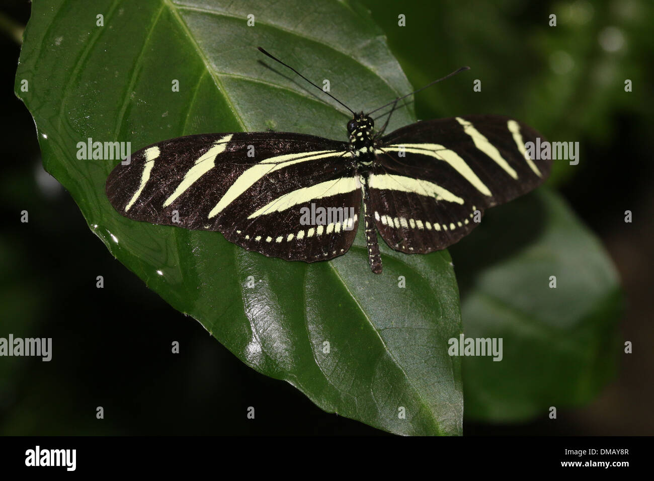 Zebra Longwing or Zebra Heliconian butterfly (Heliconius charithonia ...