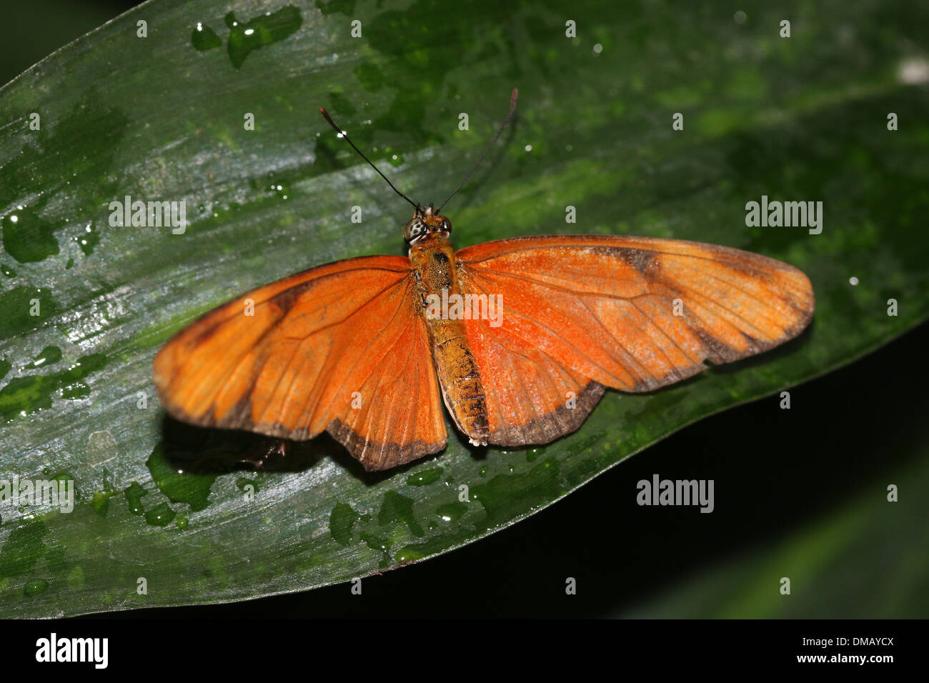 Close-up of the Orange Julia Longwing or Julia Butterfly (Dryas iulia Stock Photo - Alamy