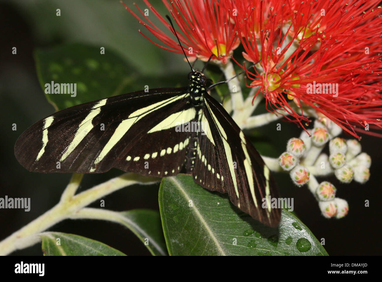 Zebra Longwing or Zebra Heliconian butterfly (Heliconius charithonia ...