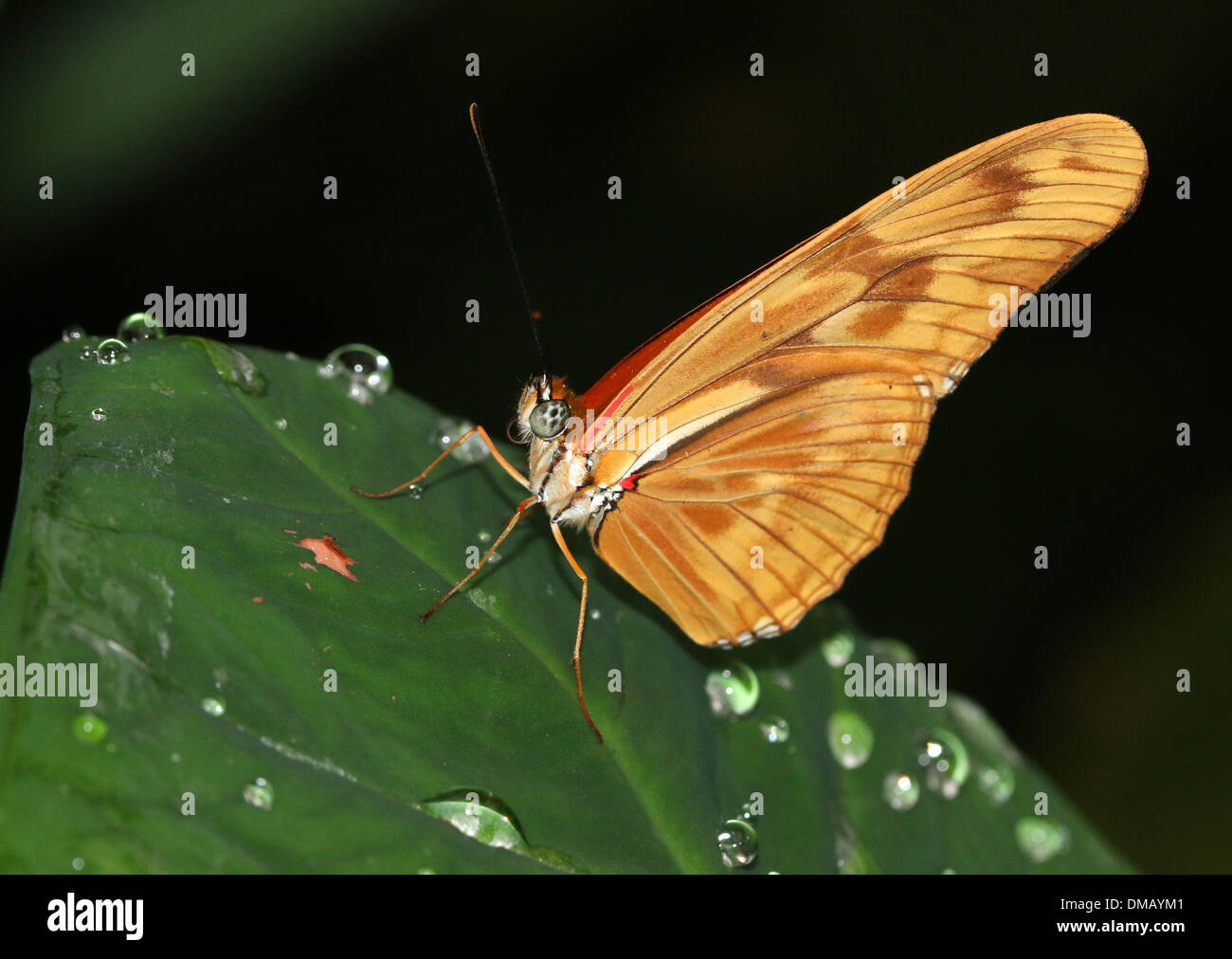 Close-up of the Orange Julia Longwing or Julia Butterfly (Dryas iulia ...