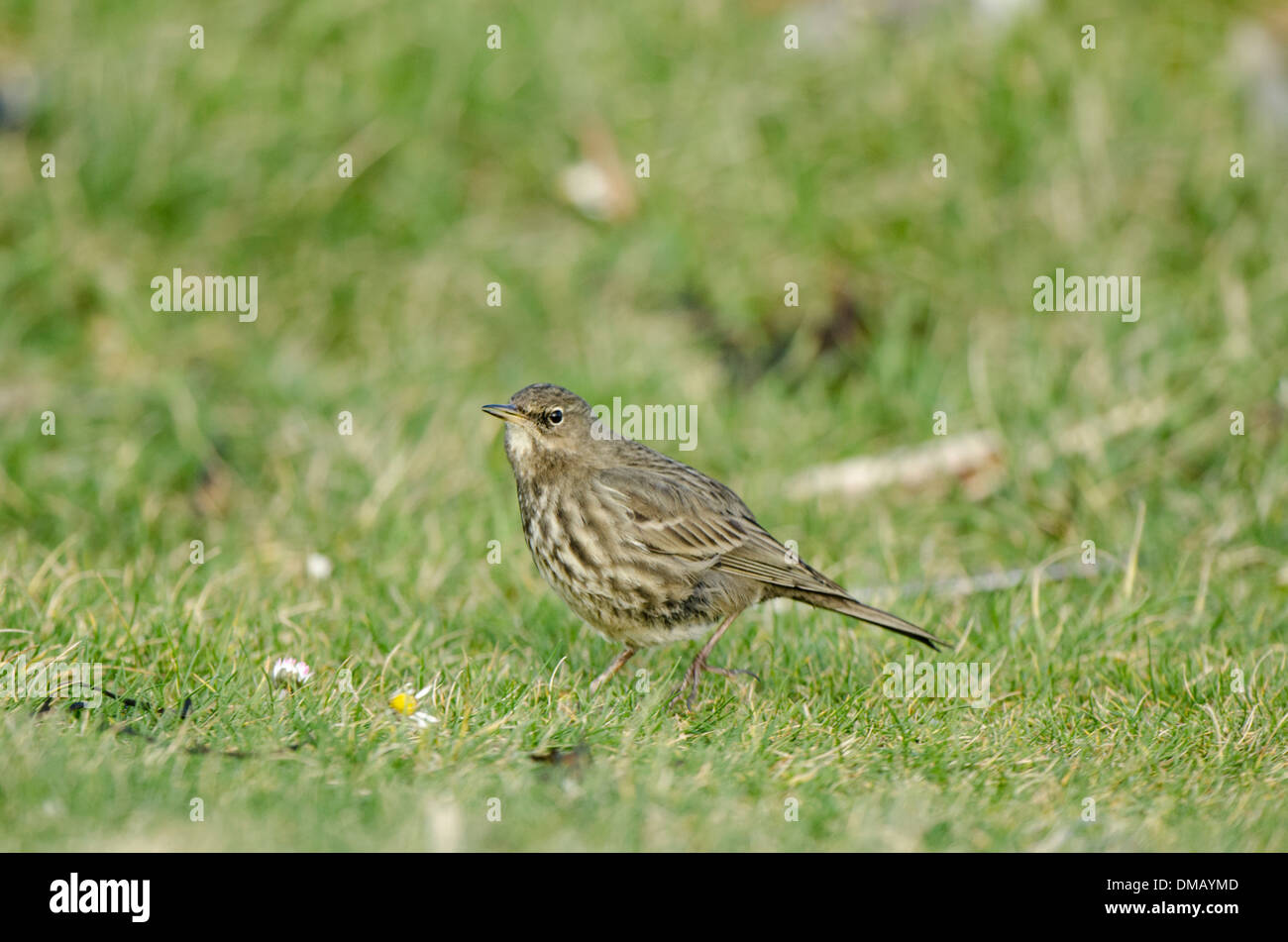 Single bird feeding on turf Stock Photo - Alamy
