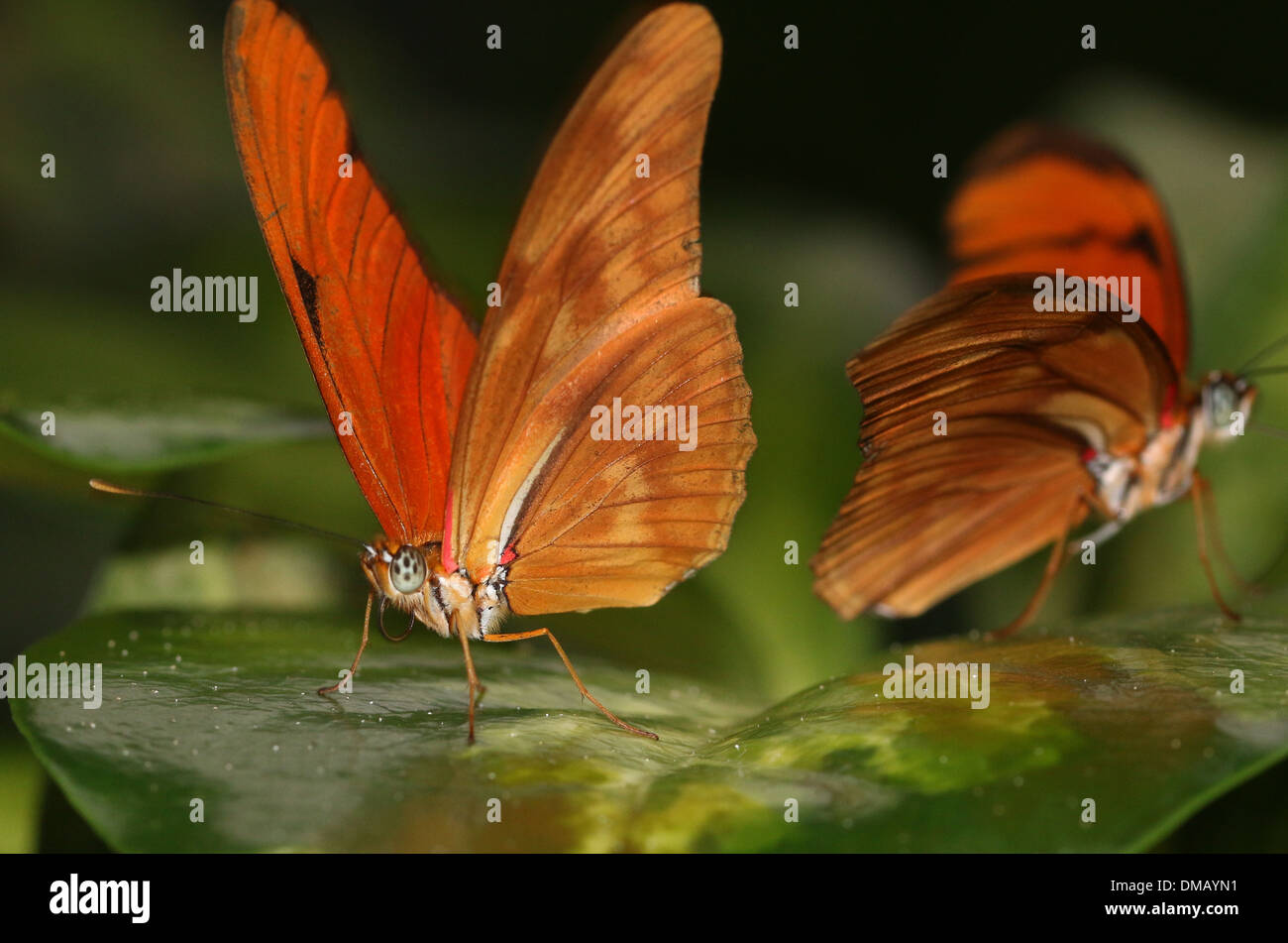 Detailed close-up of the Orange Julia Longwing or Julia Butterfly ...