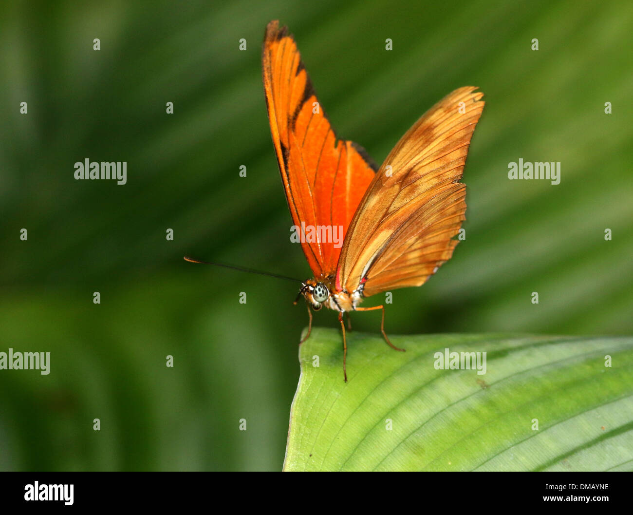 Close-up of the Orange Julia Longwing or Julia Butterfly (Dryas iulia ...
