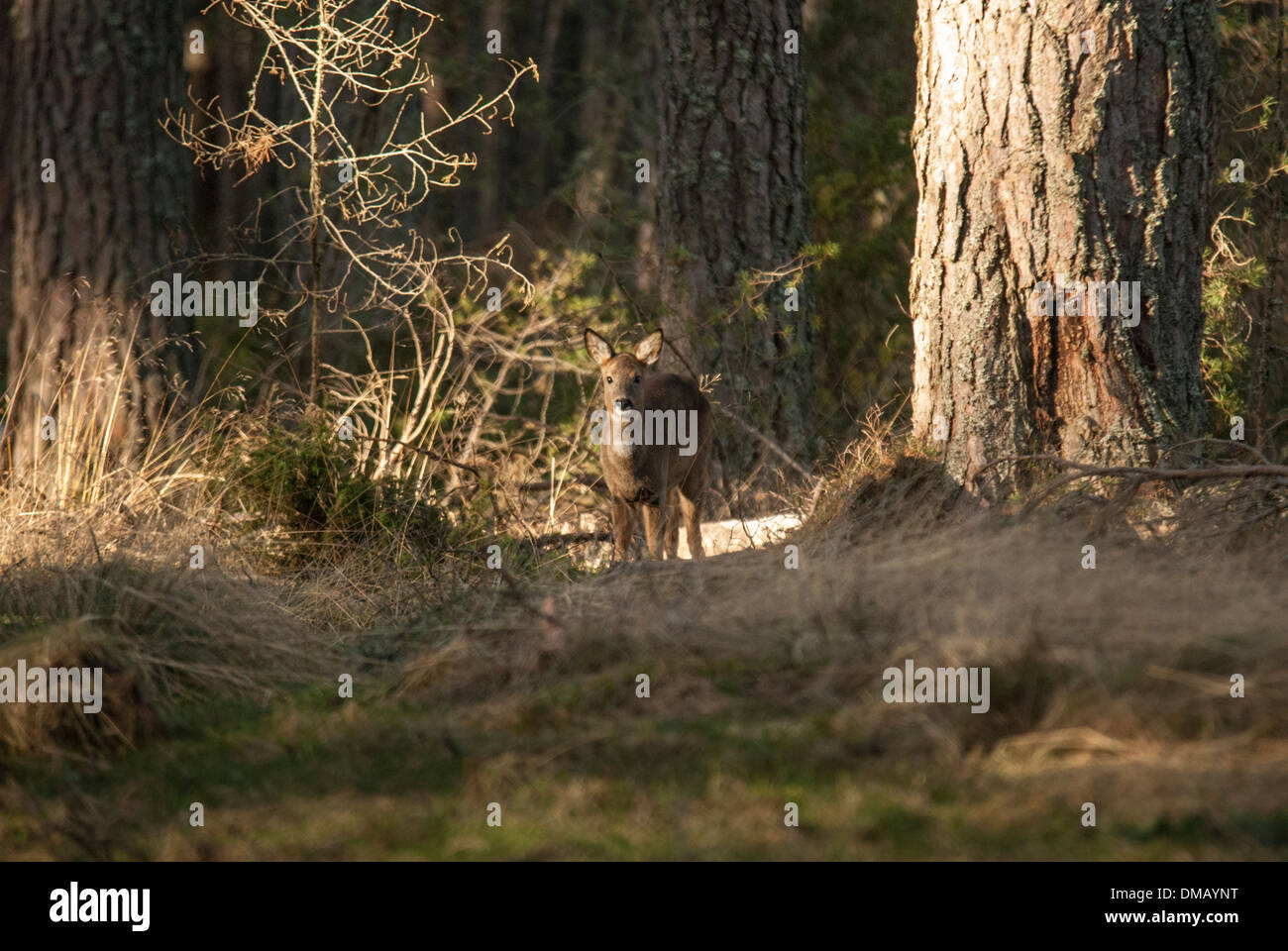 Single female in woodland glade, in landscape Stock Photo - Alamy