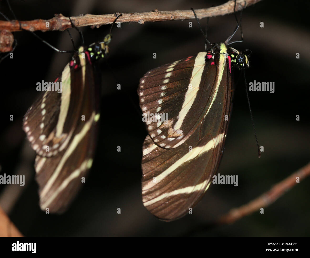 Zebra Longwing or Zebra Heliconian butterfly (Heliconius charithonia ...