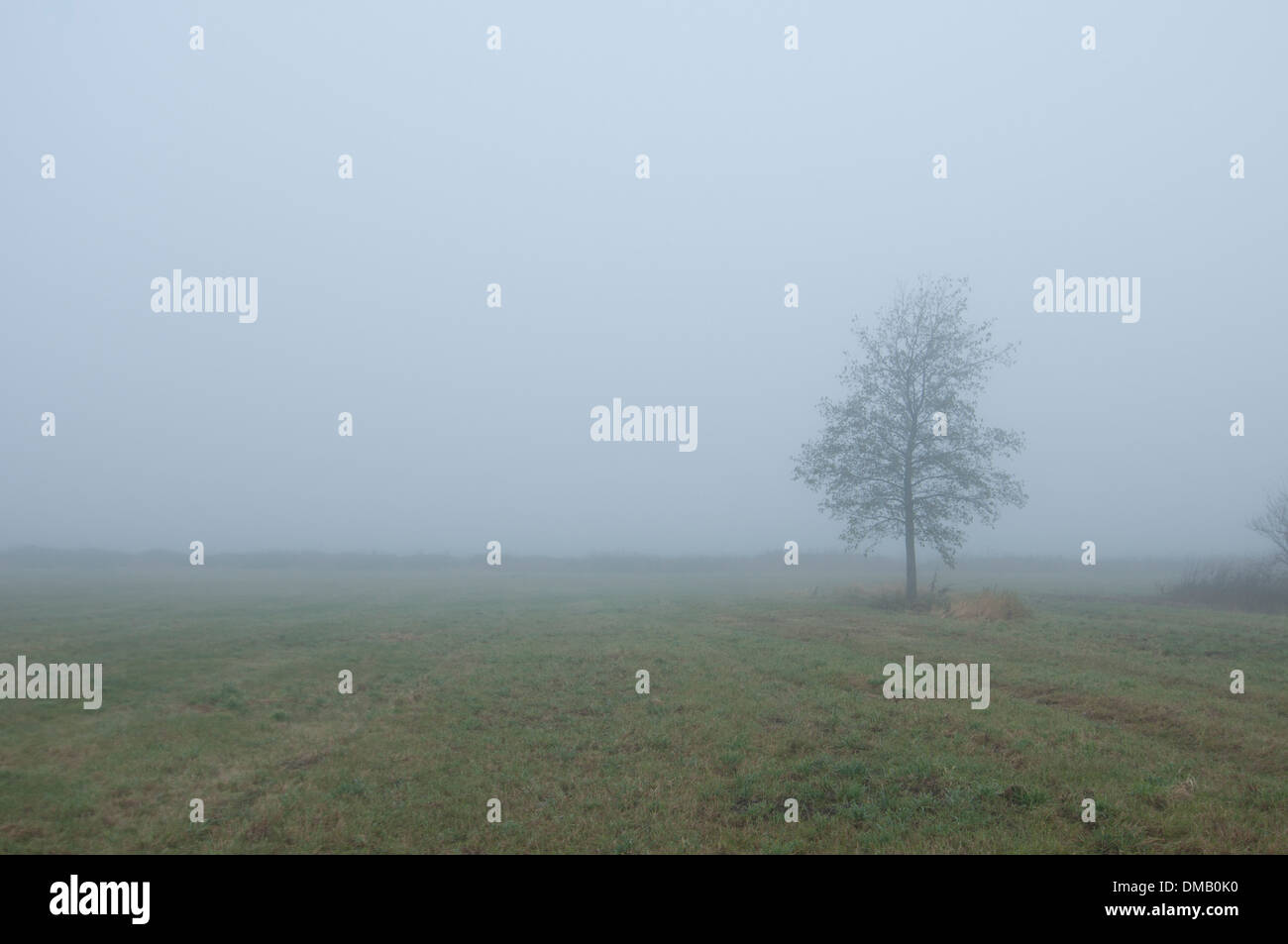 Single tree in misty fog hi-res stock photography and images - Alamy