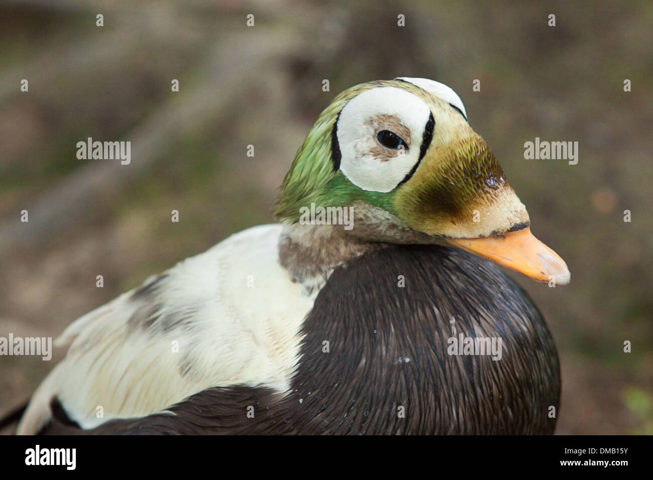 Spectacled duck hi-res stock photography and images - Alamy