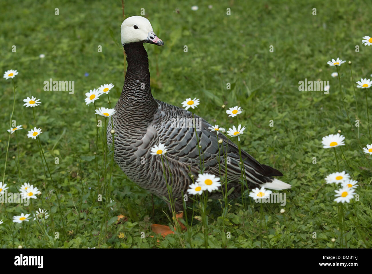 Goose with flowers and grass hi-res stock photography and images - Alamy