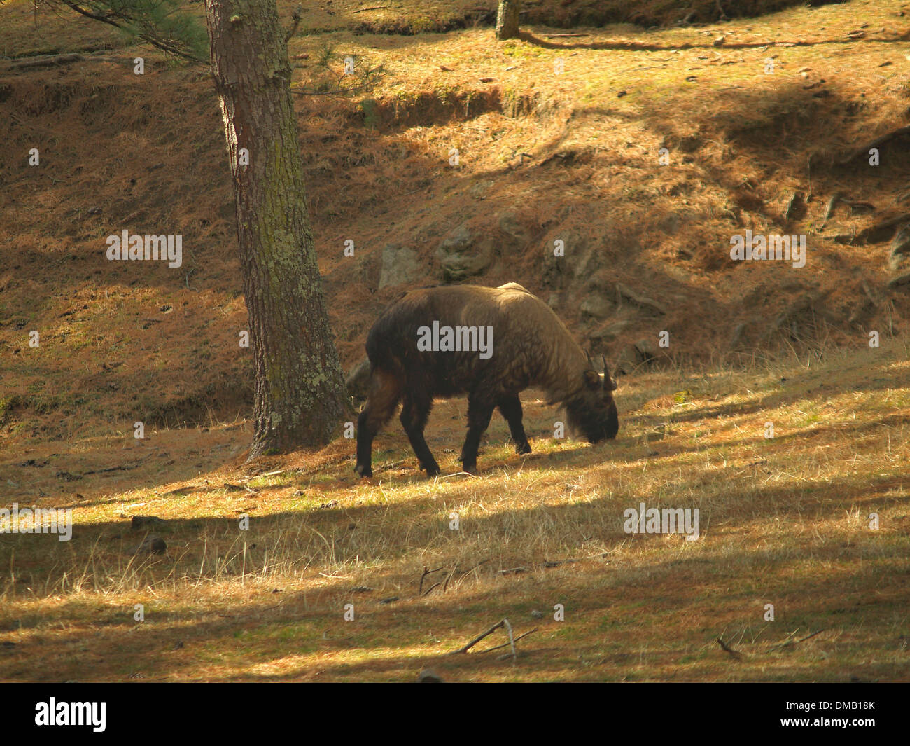 Bhutan takin hi-res stock photography and images - Alamy