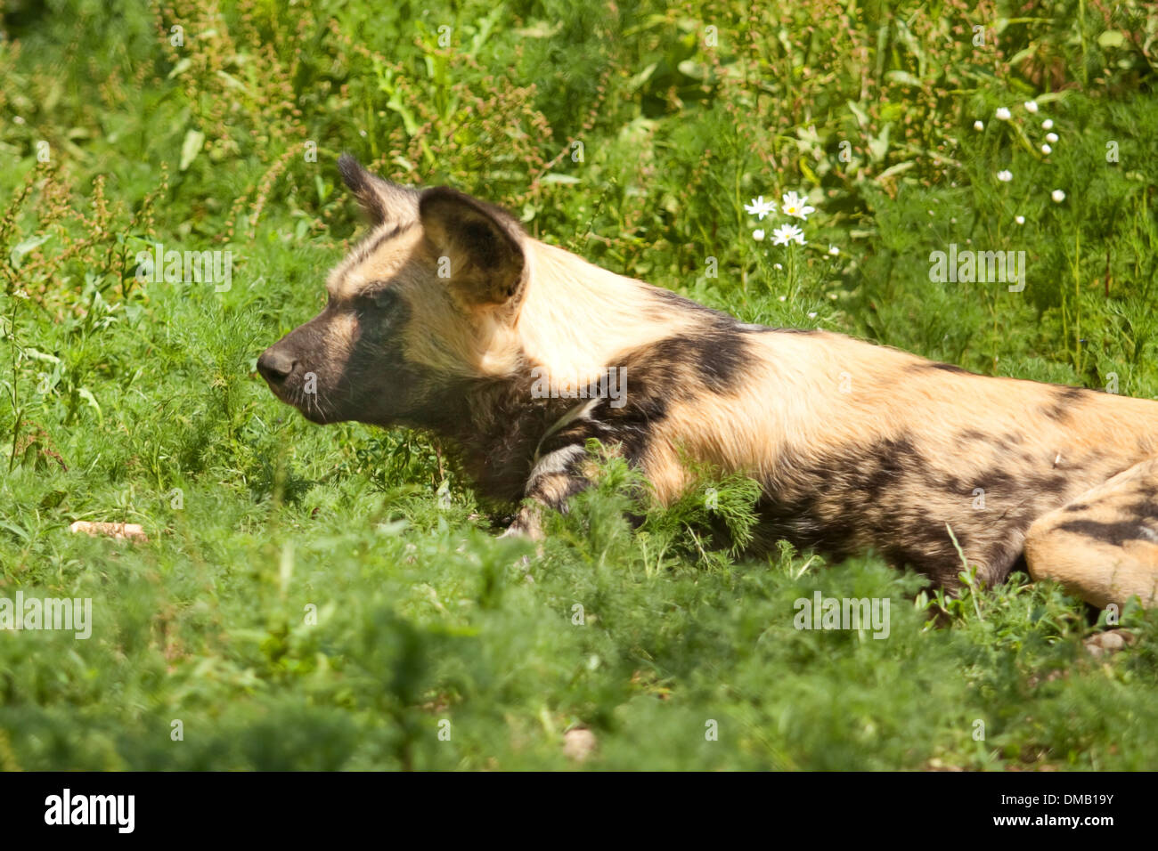 The cape hunting dog hi-res stock photography and images - Alamy
