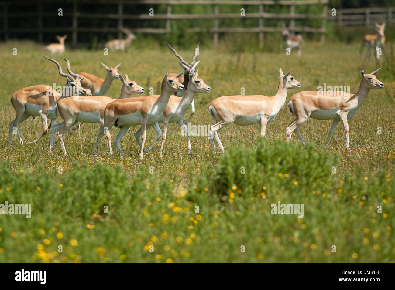 Black buck hi-res stock photography and images - Alamy