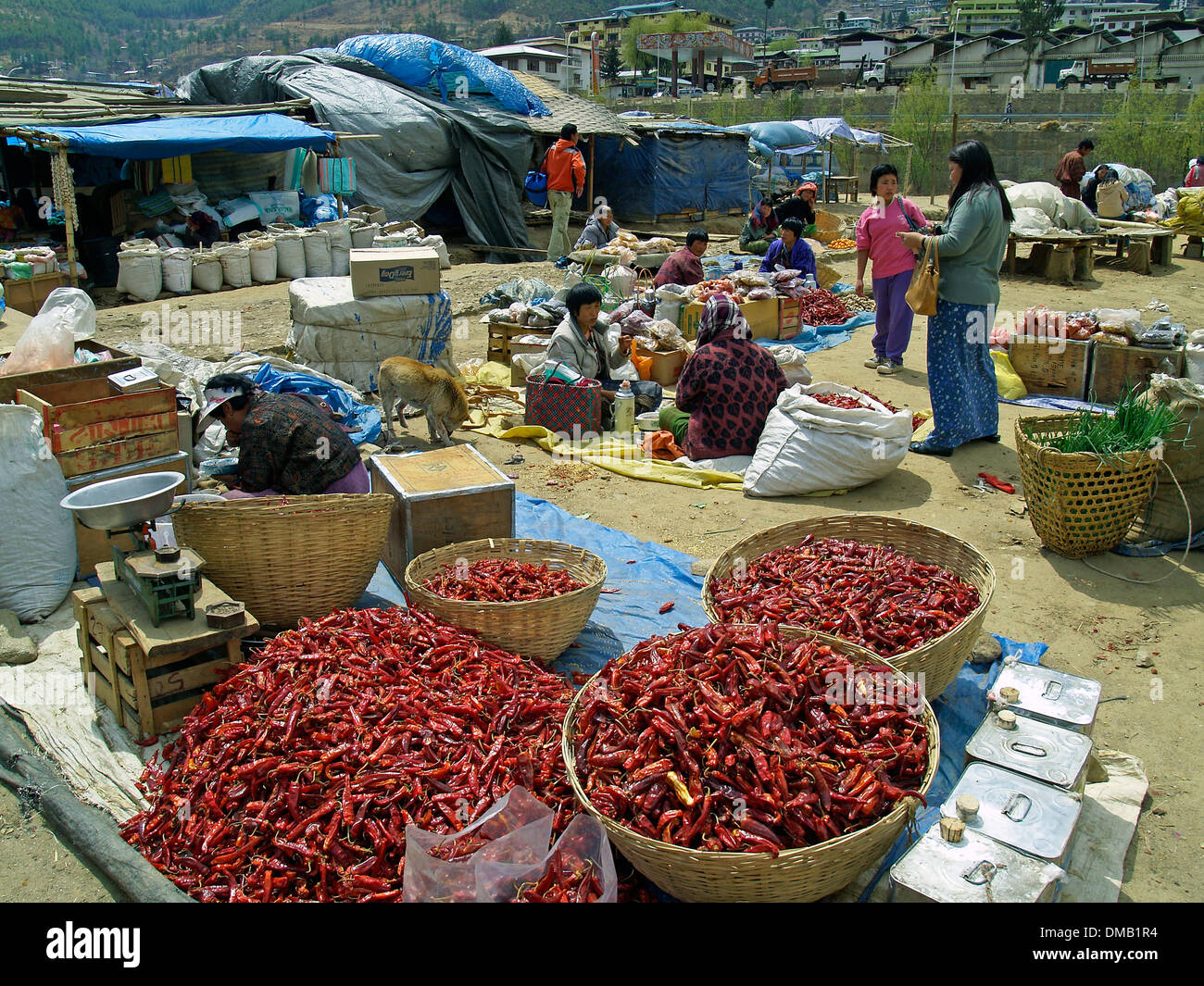 Hot chili peppers at Saturday market,Thimphu,Bhutan Stock Photo - Alamy