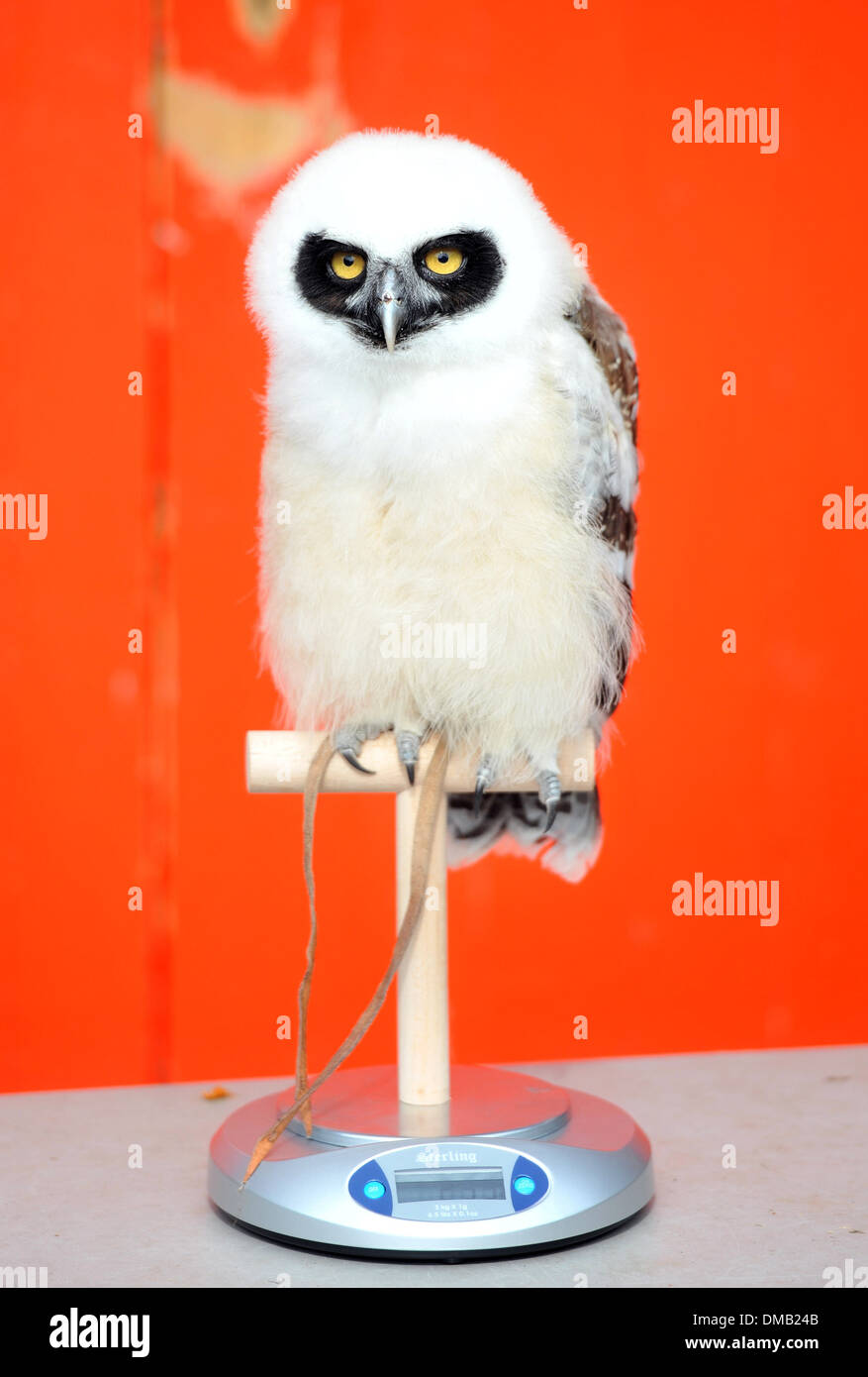 Elton Owl during annual weigh-in at ZSL London Zoo Zookeepers are ...