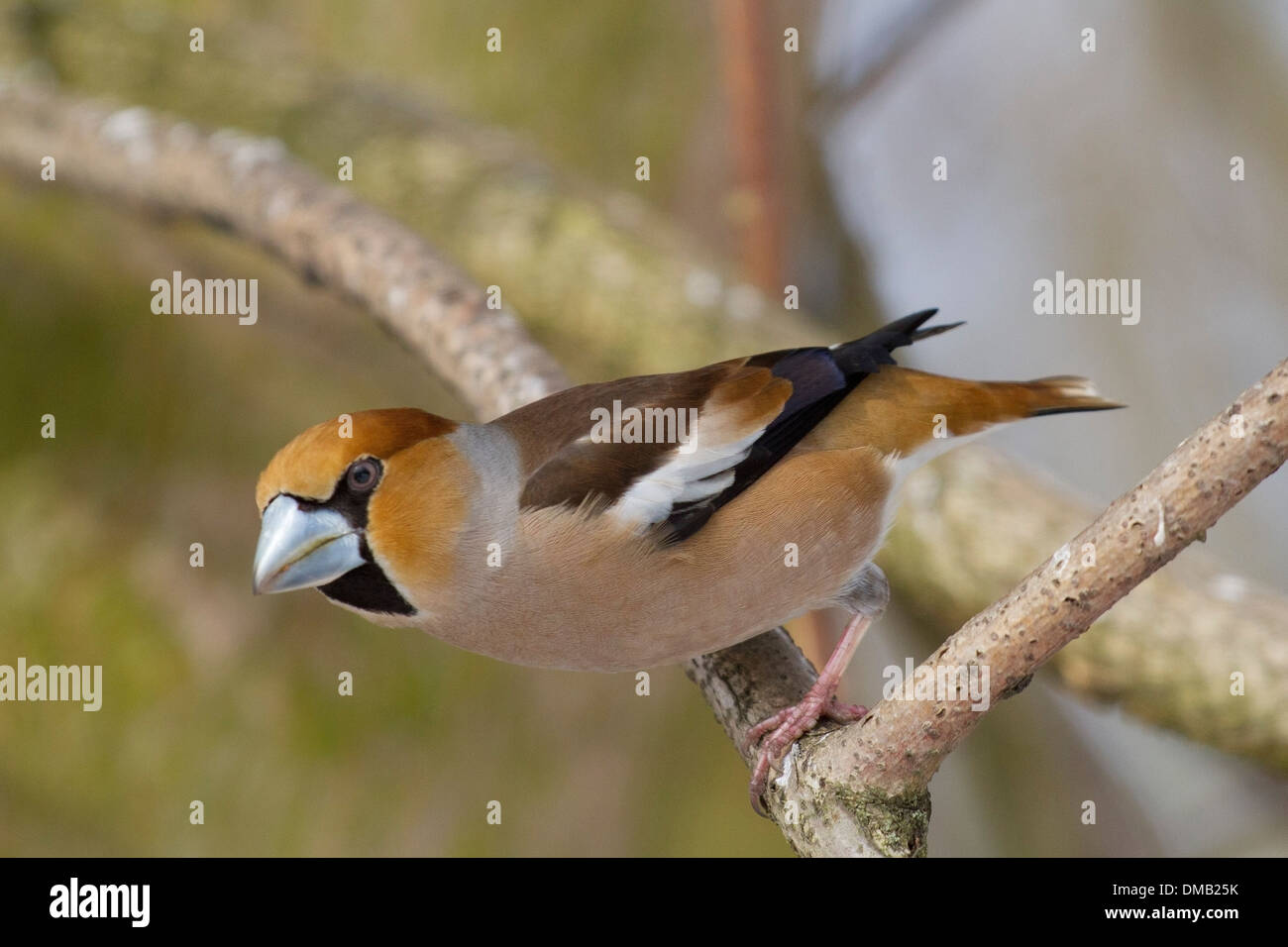 Coccothraustes coccothraustes hi-res stock photography and images - Alamy