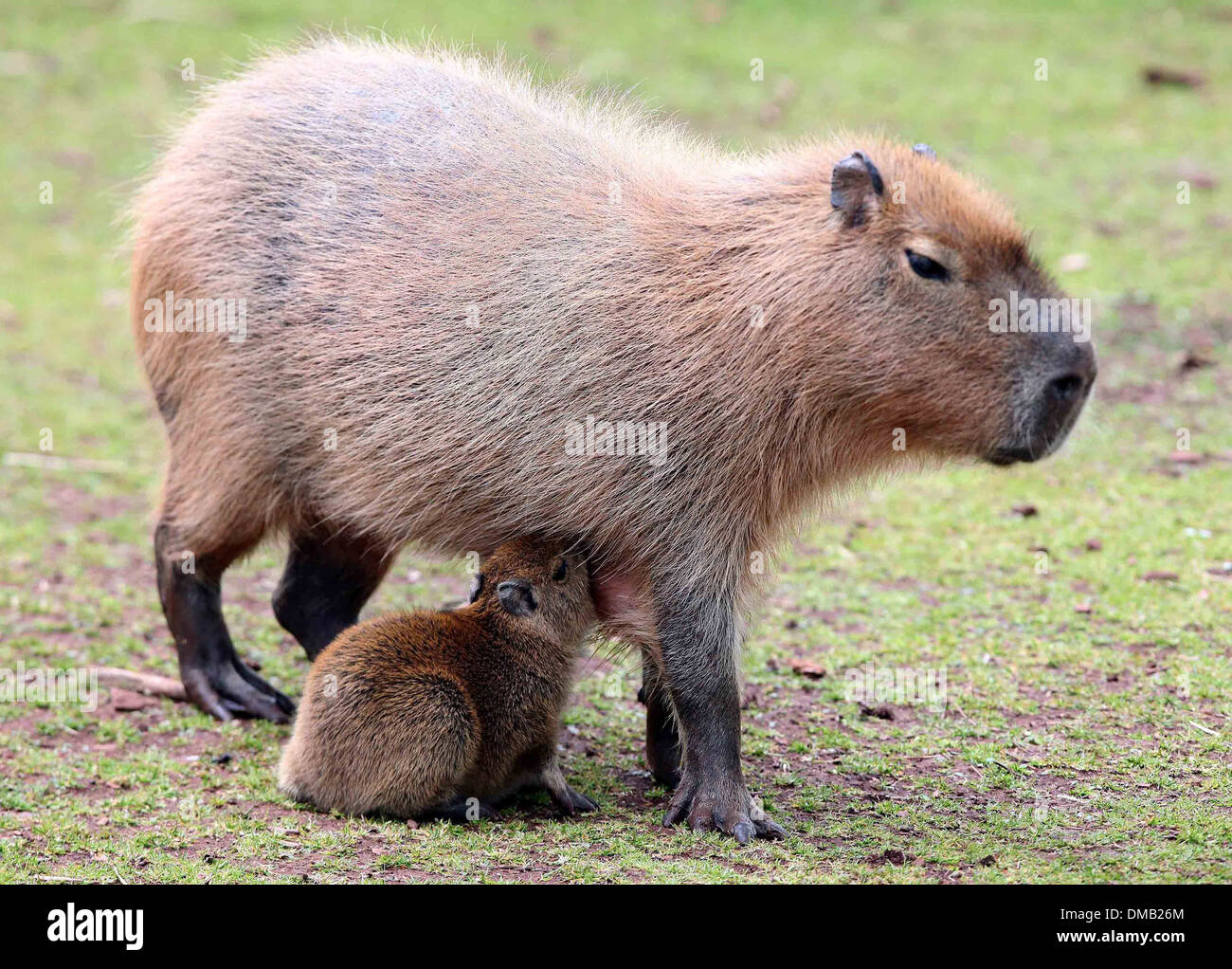 Baby Capybaras