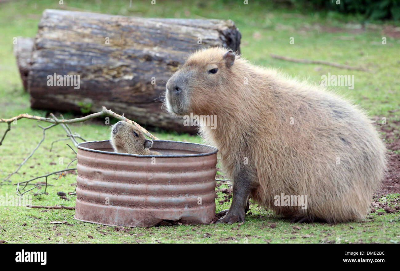A baby Capybara and it's mother at Paignton Zoo in Devon Stock Photo ...