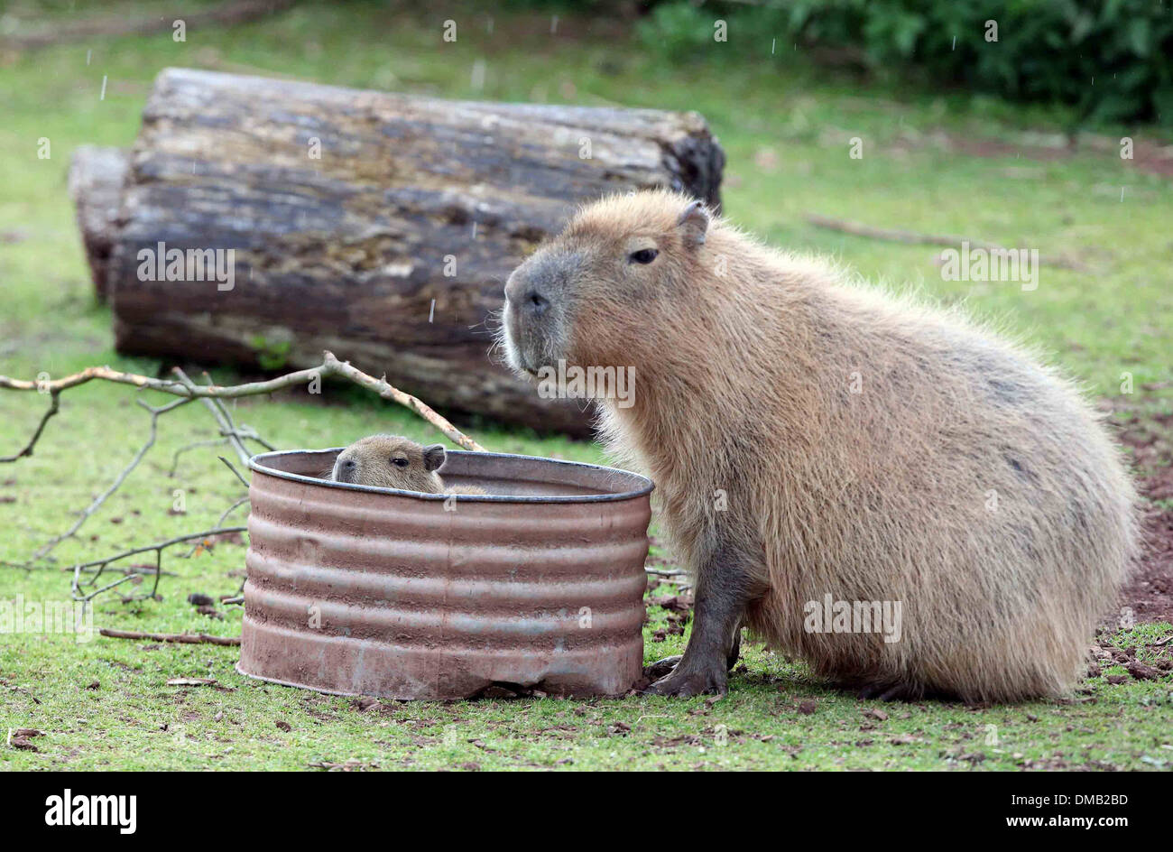 A baby Capybara and it's mother at Paignton Zoo in Devon Stock Photo ...