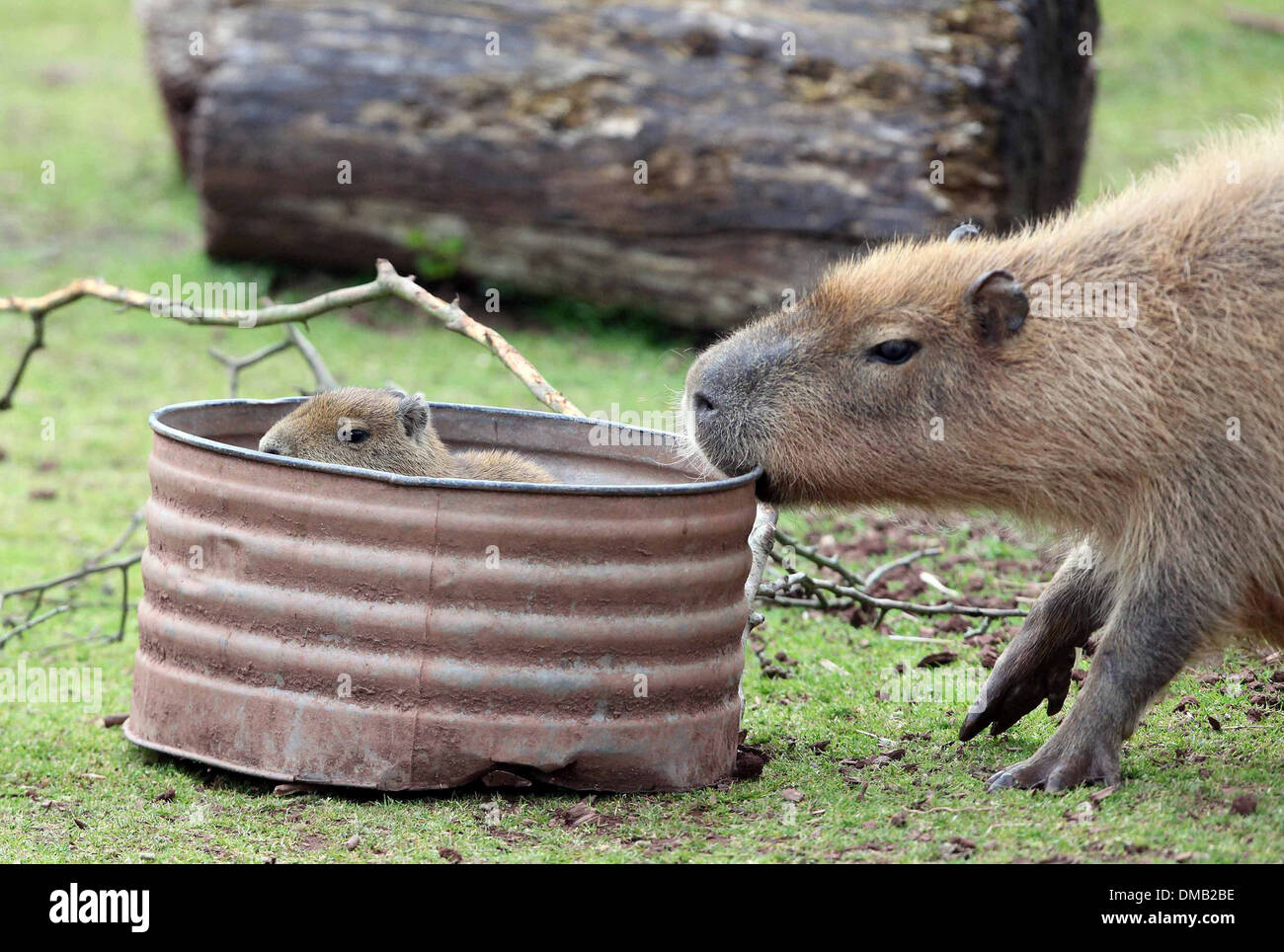 A baby Capybara and it's mother at Paignton Zoo in Devon Stock Photo ...