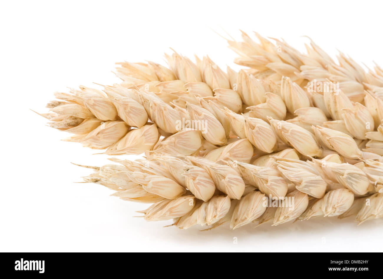 ear of wheat isolated on white background Stock Photo - Alamy