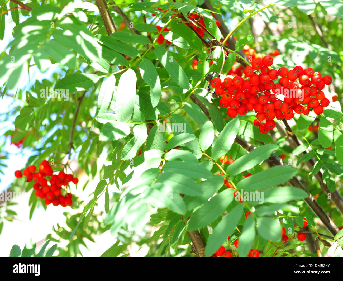 Autumn red rowan berries on a tree. Rowanberry ashberry in the fall in ...