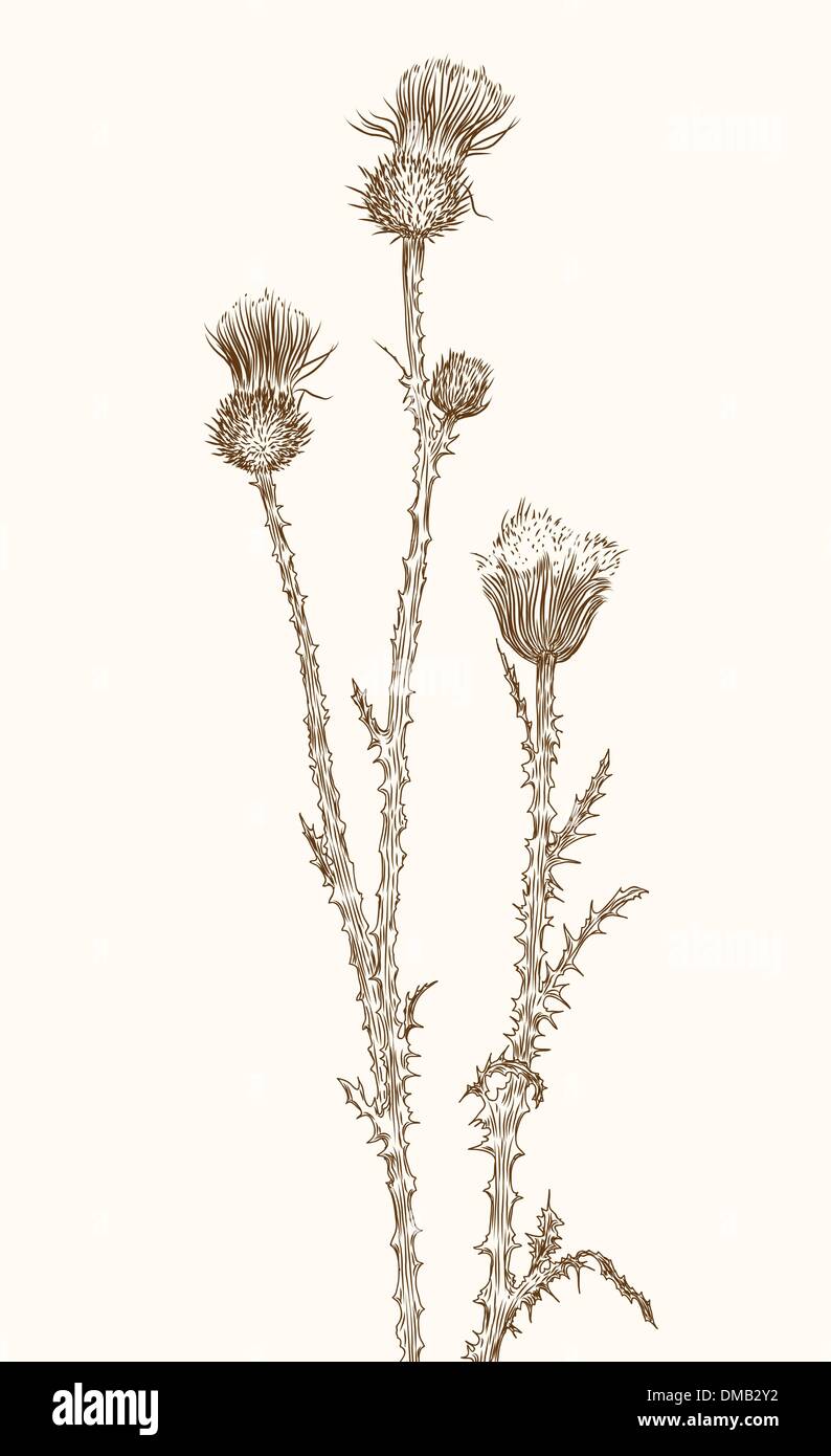 Thistle head Stock Vector Images - Alamy