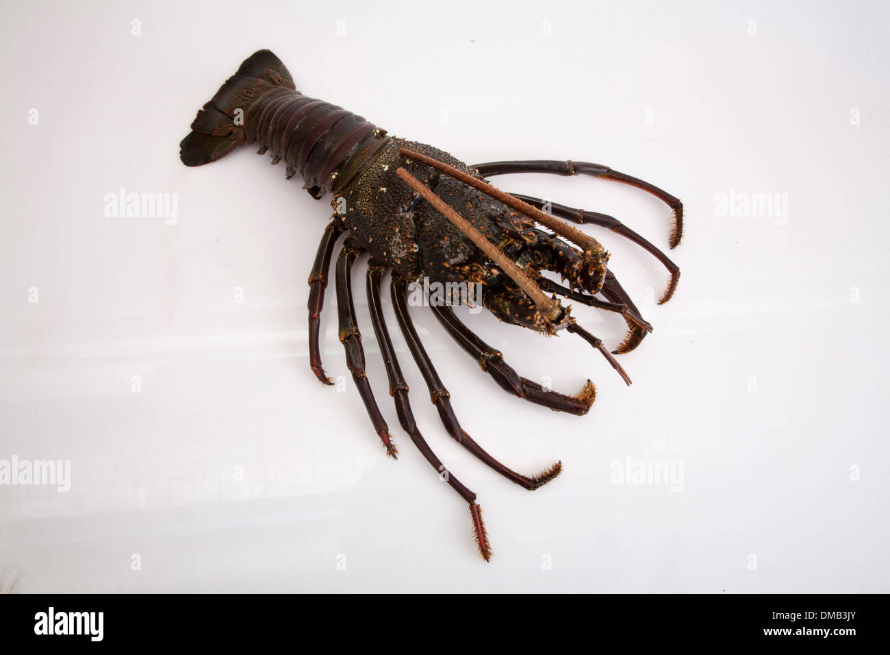 Crayfish as food hi-res stock photography and images - Alamy