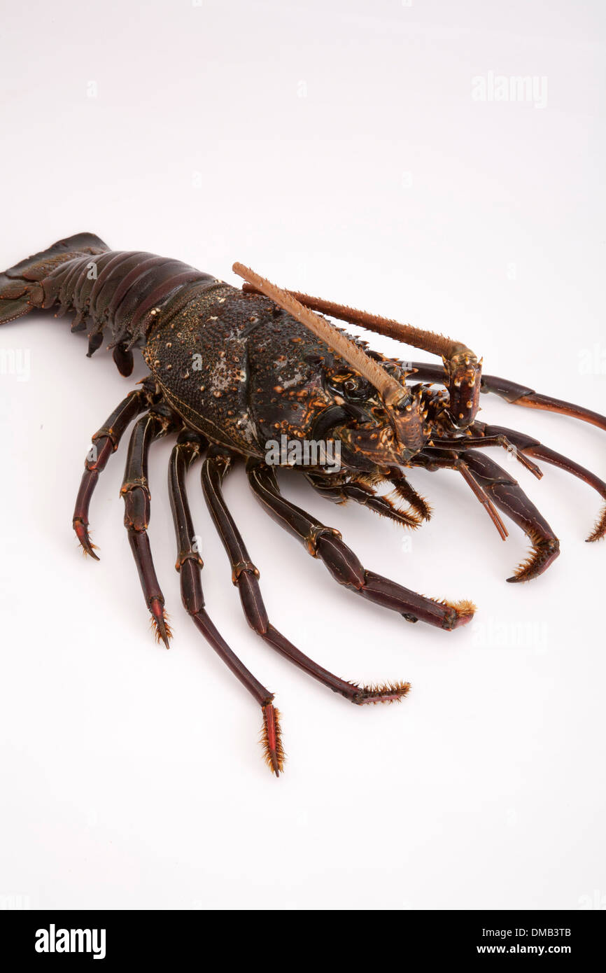 What Do Crayfish Eat