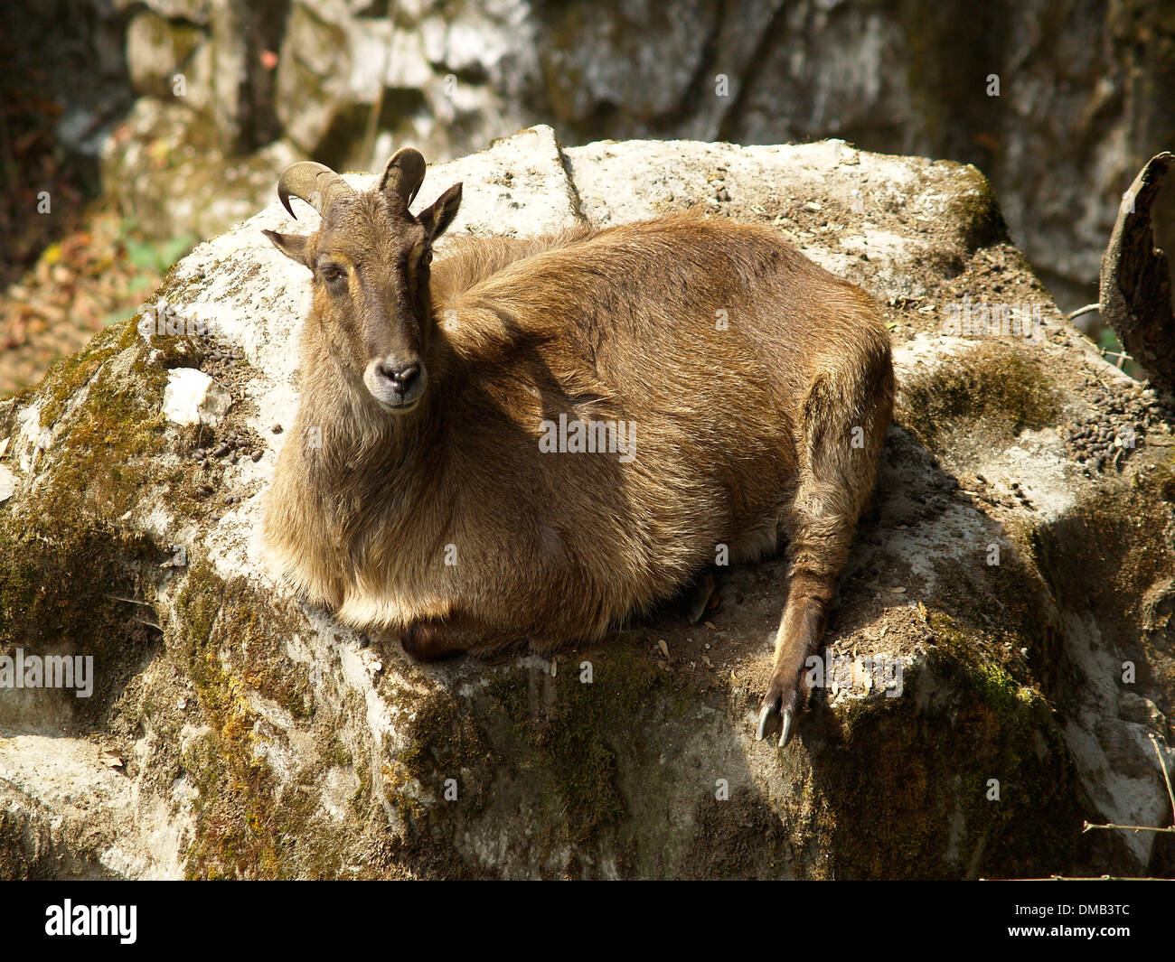 A Himalayan tahr.India Stock Photo - Alamy