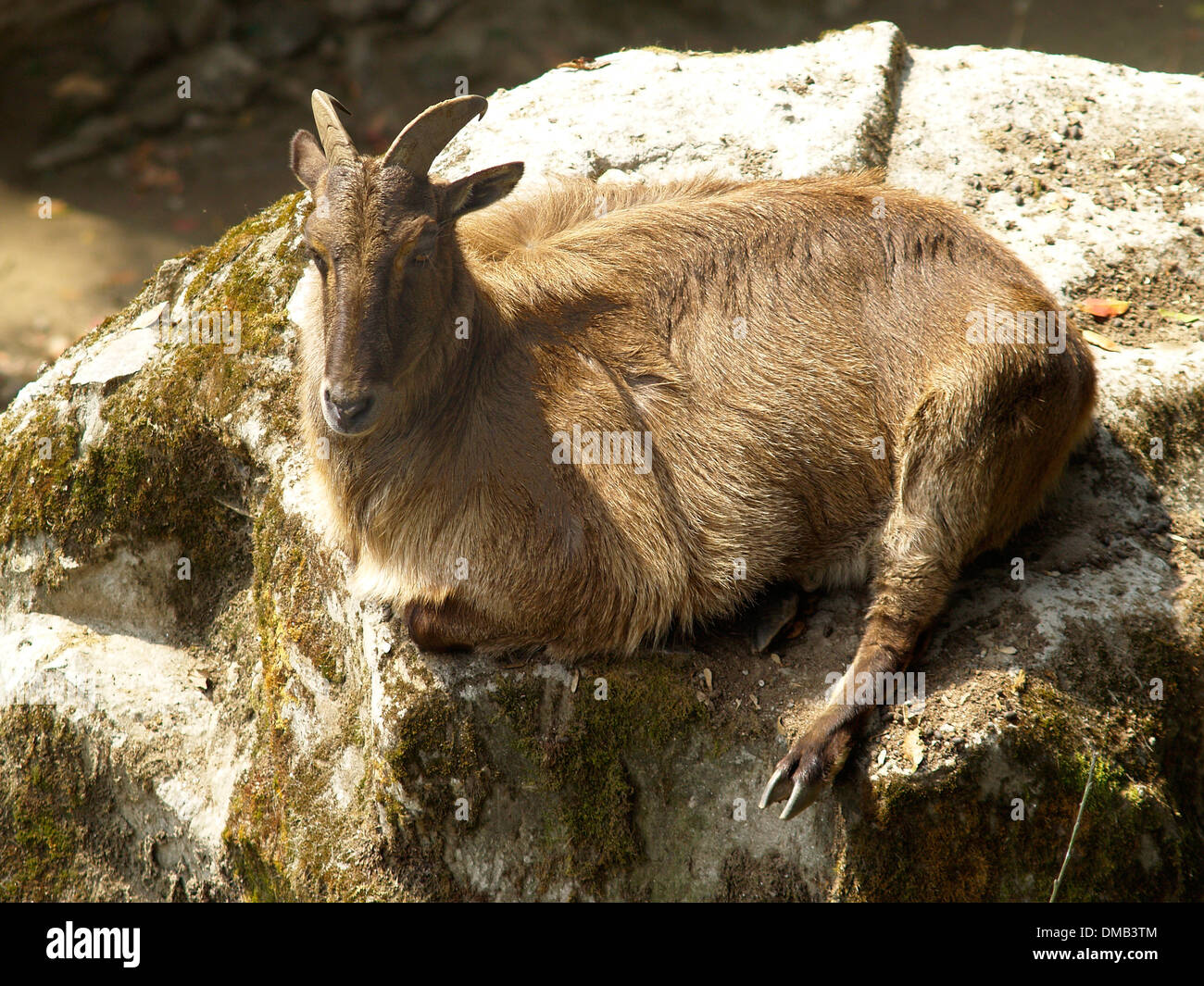 Himalayan tahr hi-res stock photography and images - Alamy