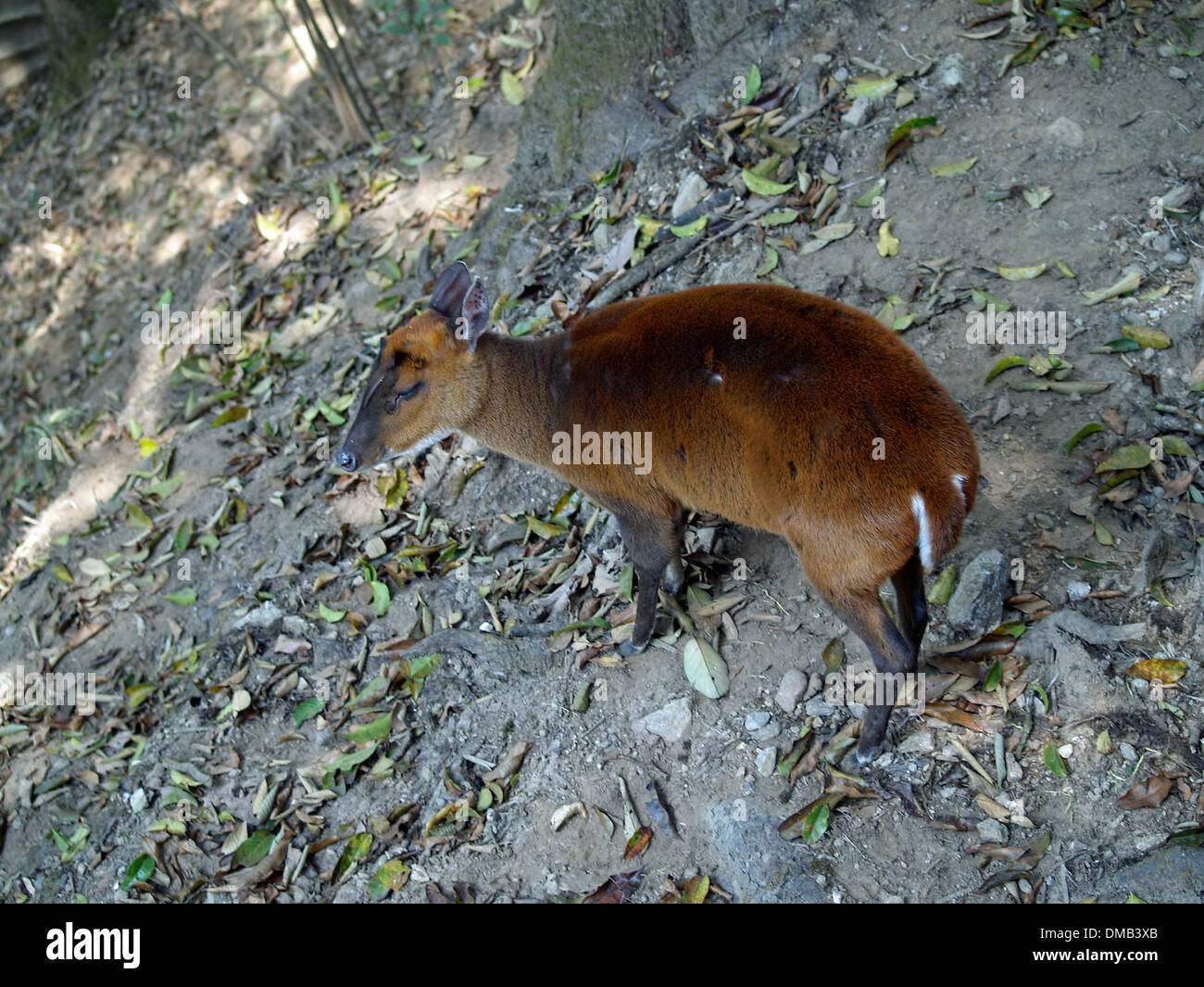 A Himalayan barking deer Stock Photo - Alamy