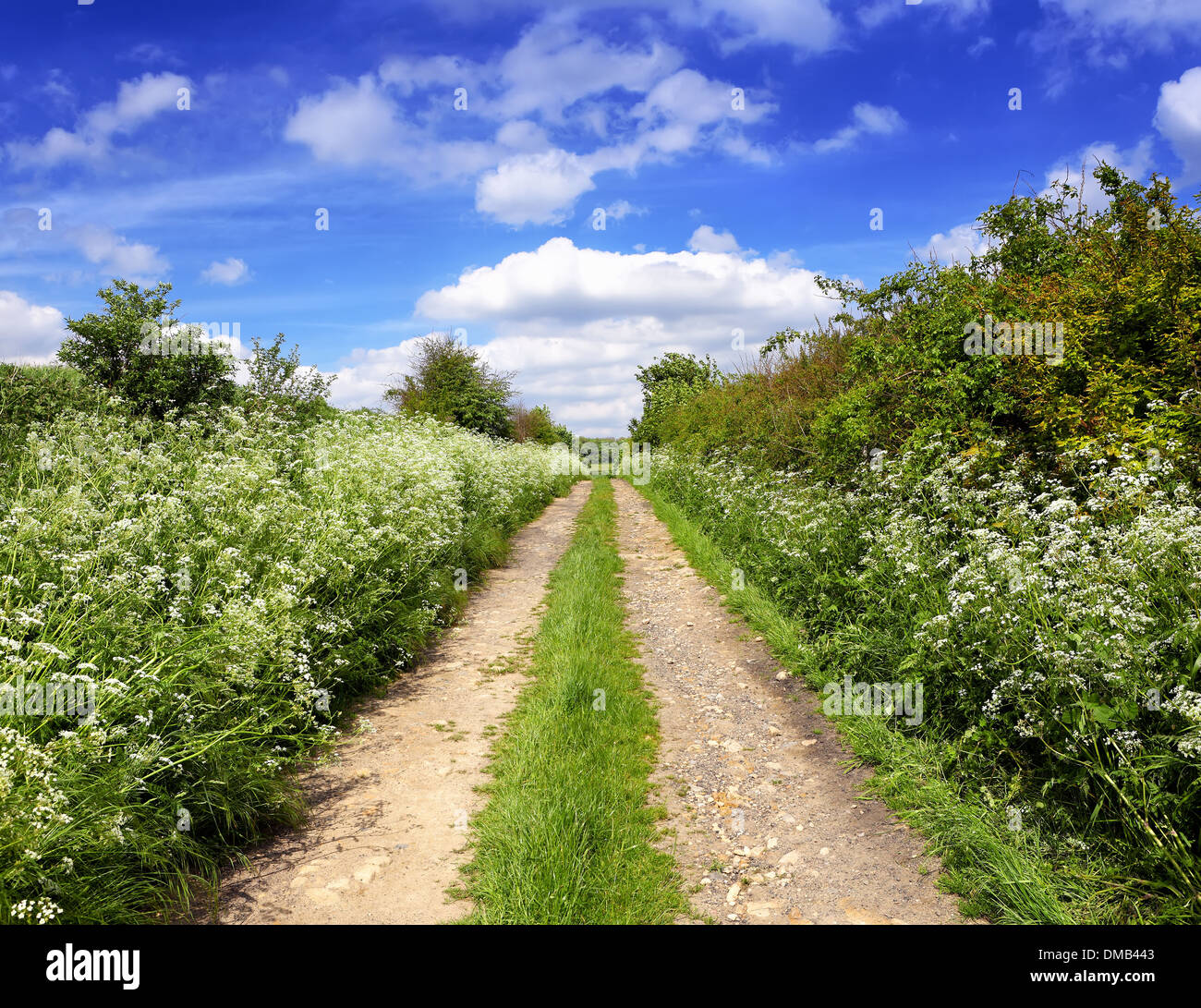 Spring green path Stock Photo - Alamy