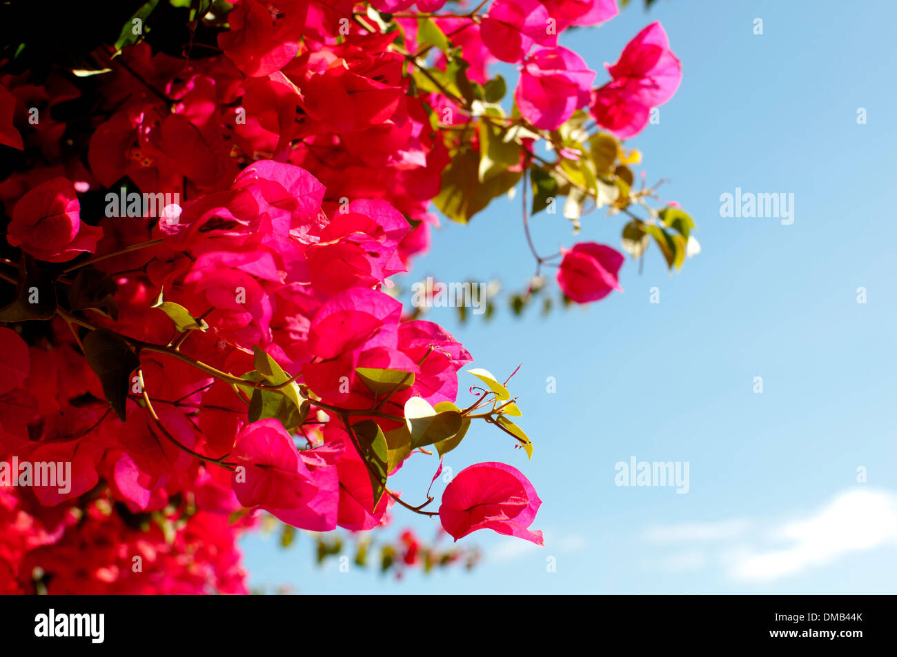 Flowers of canary islands hi-res stock photography and images - Alamy