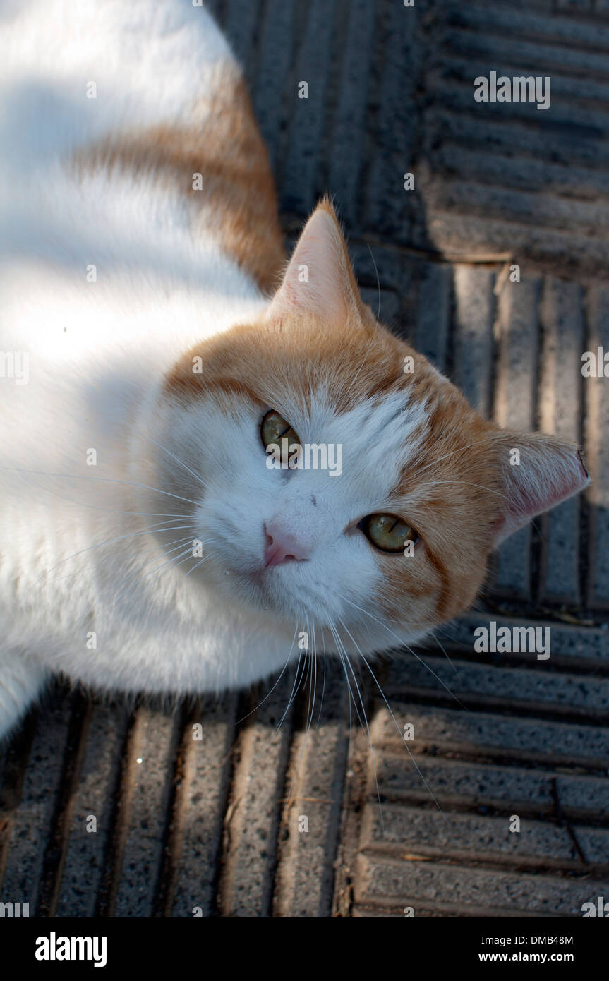 Stray cat, Caleta de Fuste, Fuerteventura, Canary Islands, Soain Stock ...