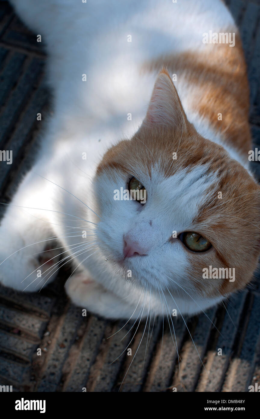 Stray cat, Caleta de Fuste, Fuerteventura, Canary Islands, Spain Stock ...