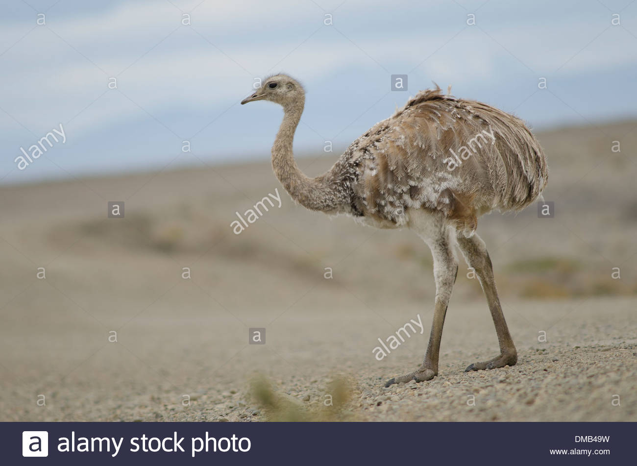 Lesser Rhea Chile Stock Photos & Lesser Rhea Chile Stock Images - Alamy