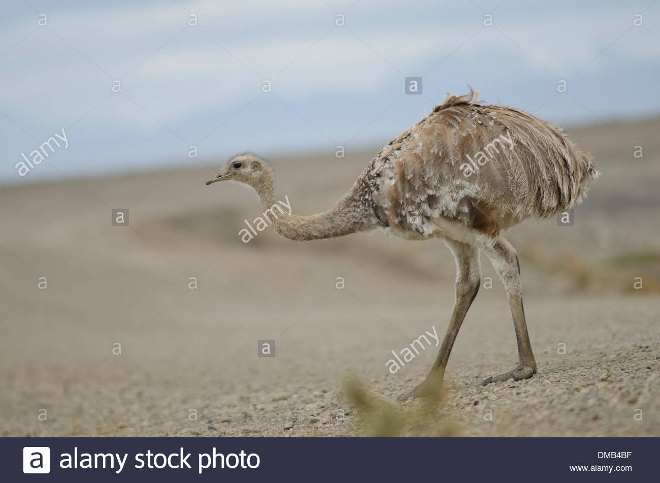 Lesser Rhea Chile Stock Photos & Lesser Rhea Chile Stock Images - Alamy