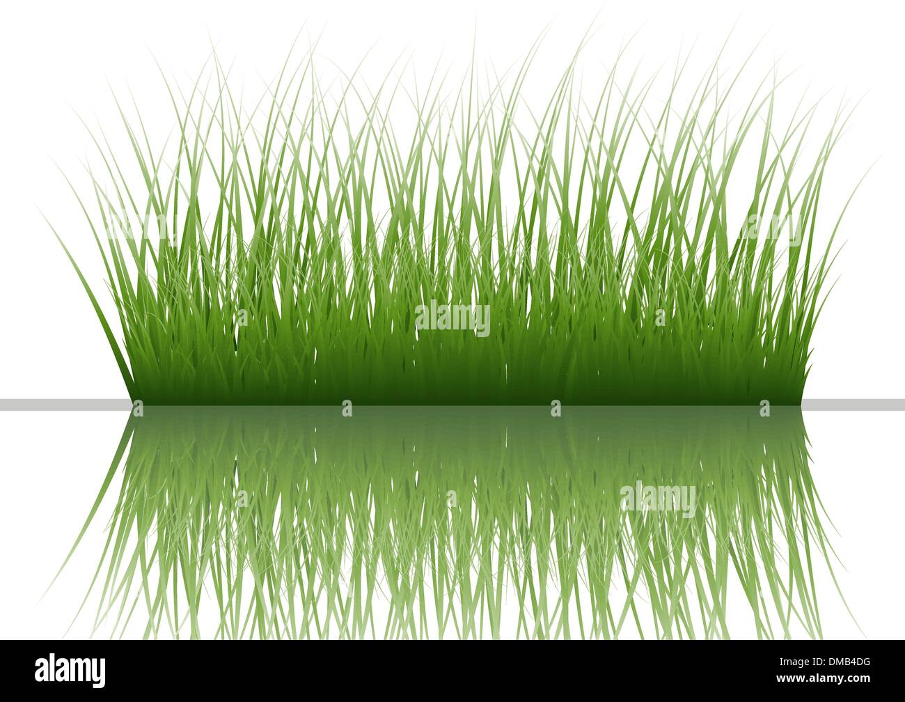 Grass on field in summer Stock Vector Images - Alamy