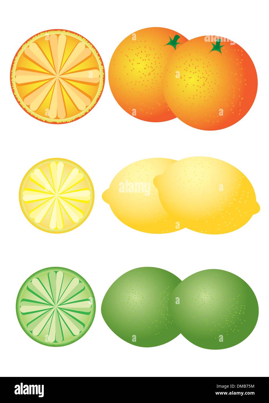 Nutritious citrus fruits Stock Vector Images - Alamy