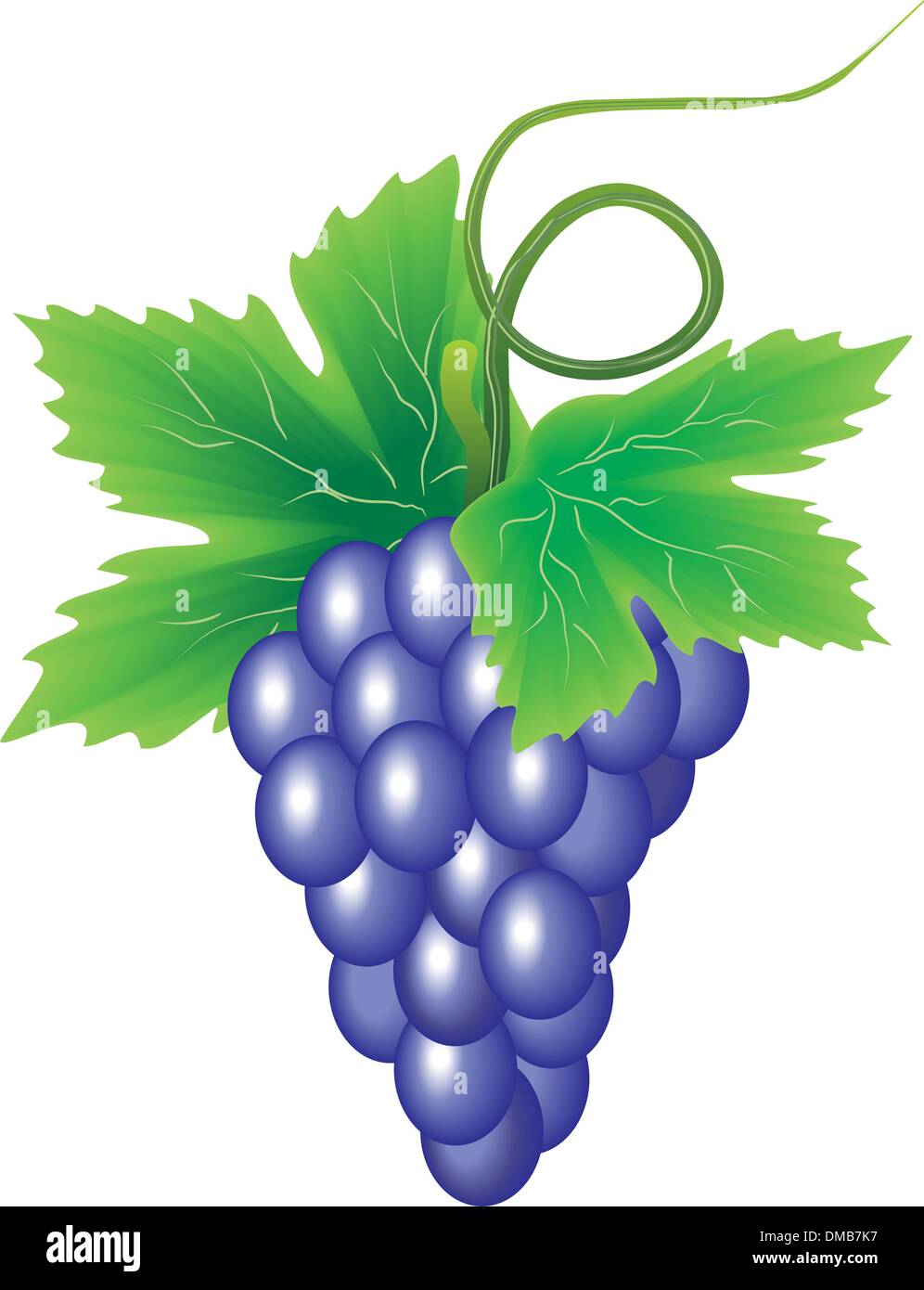 Grapevine green purple grapes Stock Vector Images - Alamy