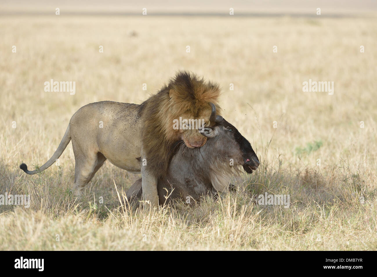 East African Lion - Massai Lion (Panthera leo nubica) large male ...