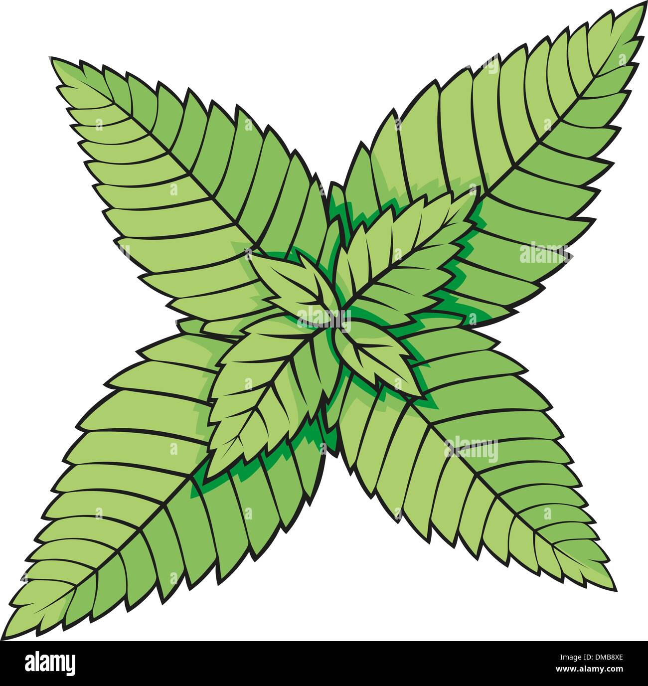 Mint leaves vector vectors Stock Vector Images - Alamy