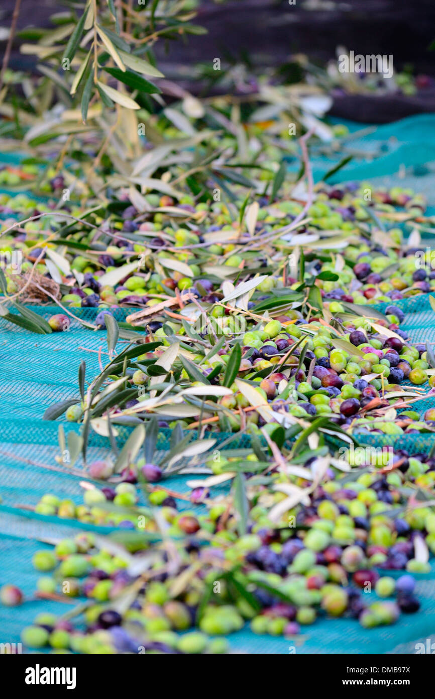 Italian olive market hi-res stock photography and images - Alamy